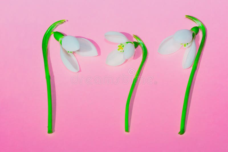 Snowdrops at pink stock photo. Image of fragile, flora - 205614740