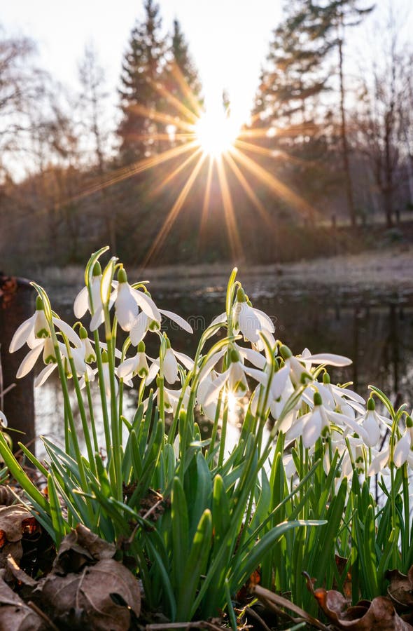 Snowdrops on a Pond at Sunset with Sun Star in Spring Vertical Stock ...