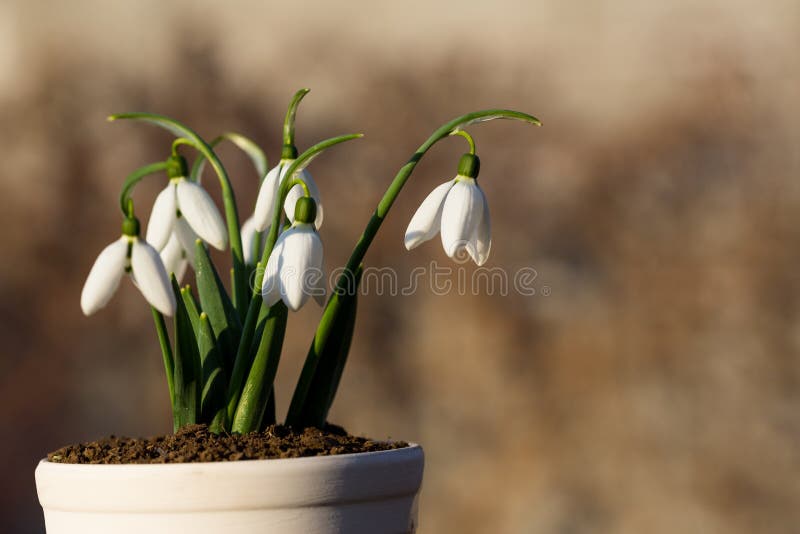 Snowdrops in a Pot with Blured Bacground Stock Image - Image of flower ...