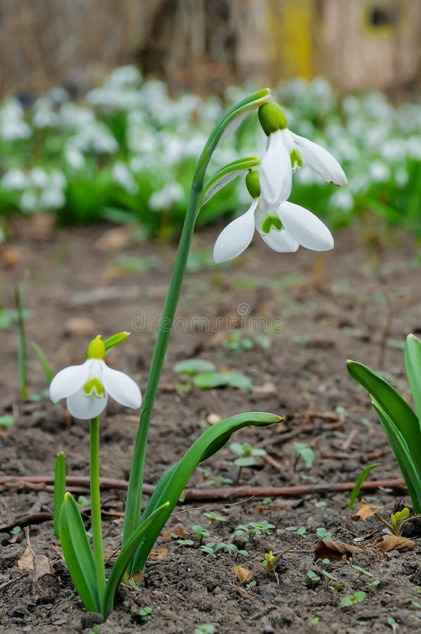 Snowdrops, Rare and Endangered Plants of the South of Ukraine Stock ...