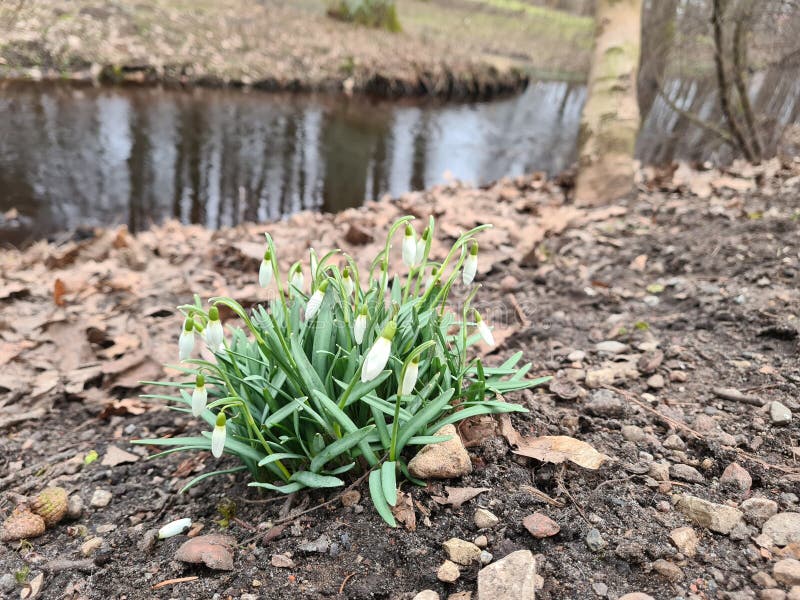 Snowdrops and river stock image. Image of snowdrop, river - 272862283