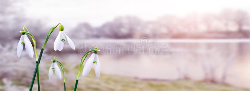 Snowdrops by the River during Sunset, Panorama Stock Image - Image of ...