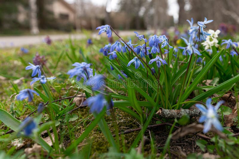 Snowdrops by the Road. Small Spring Flowers. Natural Natural Background ...