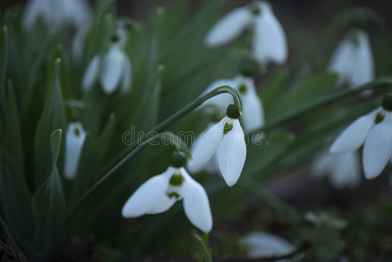 Snowdrops in a Shady Forest. Close-up Stock Image - Image of beauty ...
