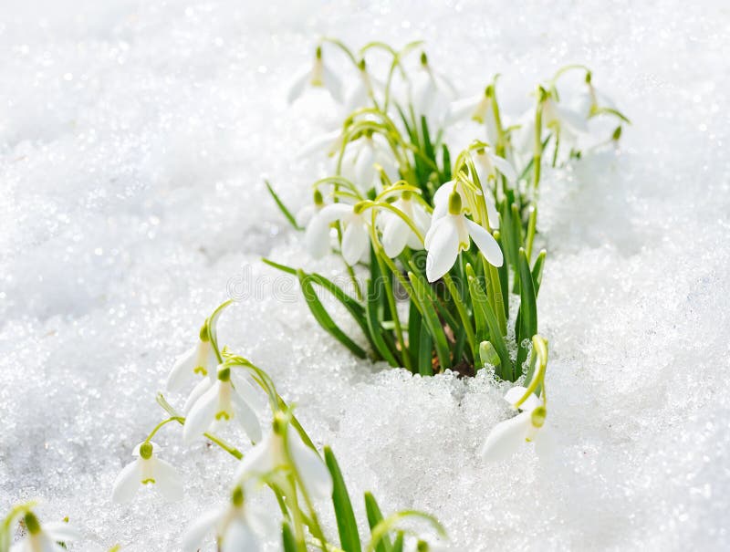 Snowdrops on snow stock photo. Image of hanging, forest - 4832370