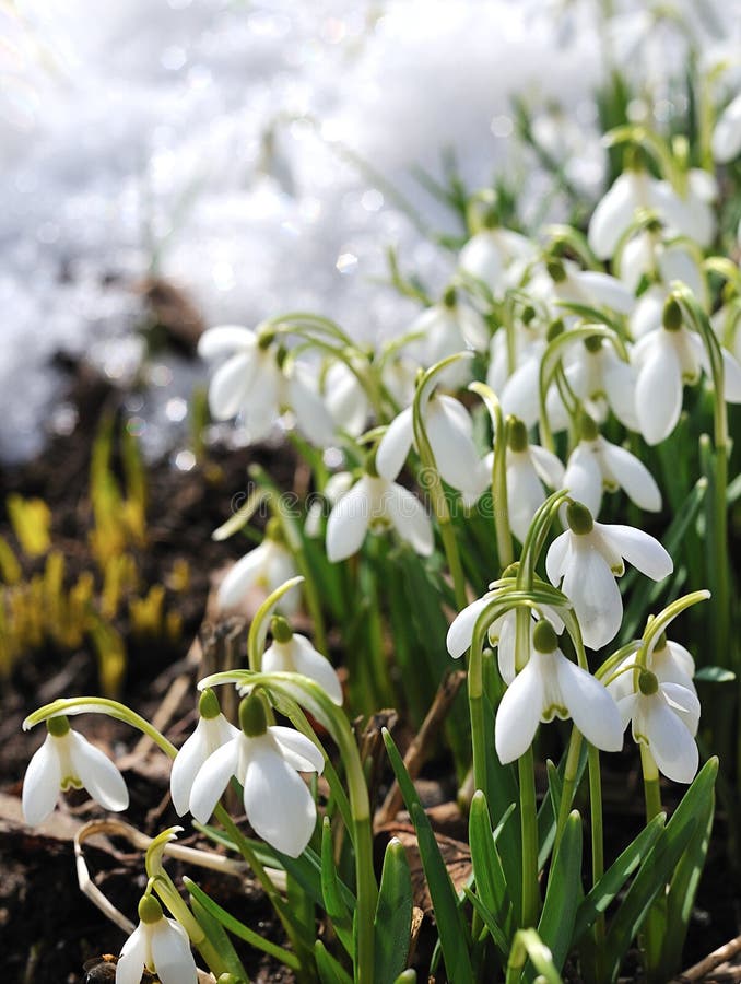Snowdrops on snow stock photo. Image of hanging, forest - 4832370