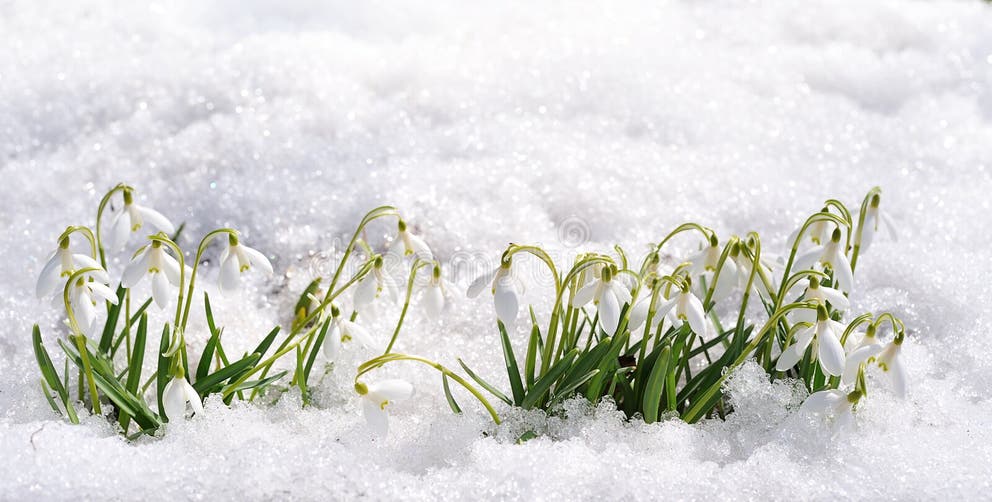 Snowdrops on show stock photo. Image of hanging, blooming - 18187016