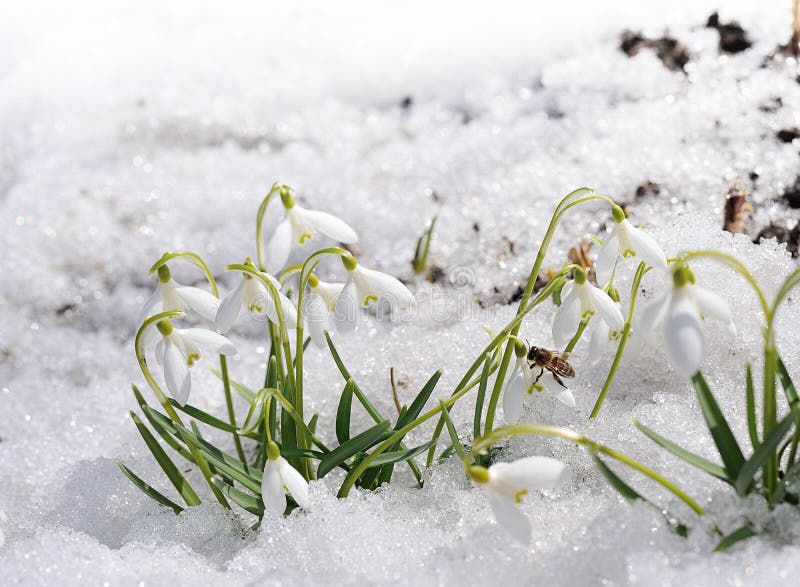 Snowdrops on snow stock photo. Image of hanging, forest - 4832370