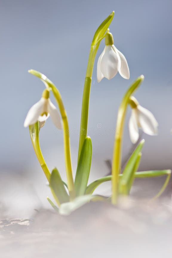 Snowdrops in the snow stock image. Image of glade, move - 24041079