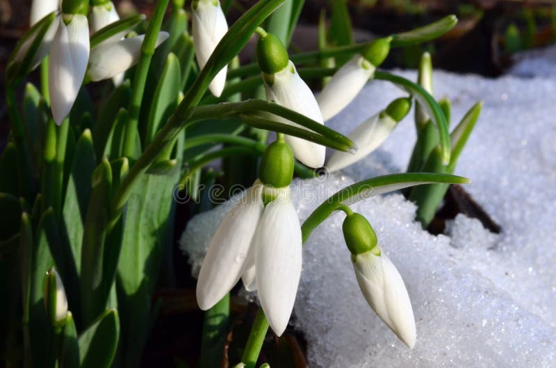 Crocus-snowdrops stock photo. Image of crocus, macro, fresh - 8585824