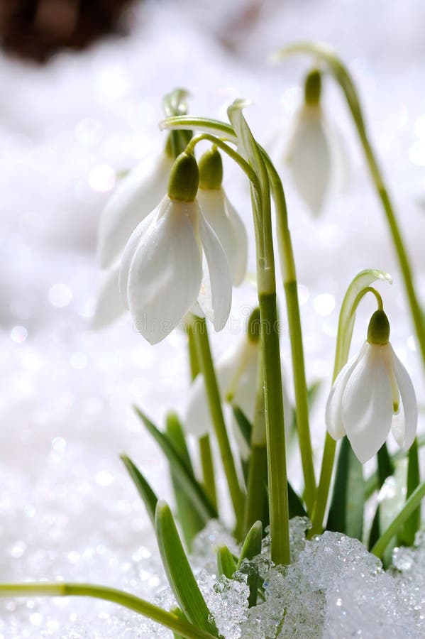 Snowdrops on snow stock photo. Image of growing, plant - 4832412