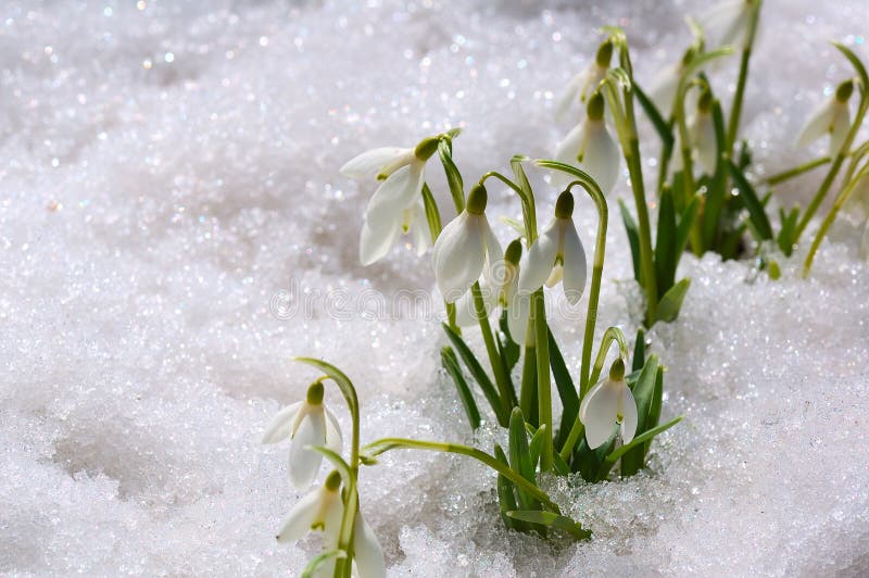 Snowdrops on snow stock image. Image of clean, blossom - 4832431