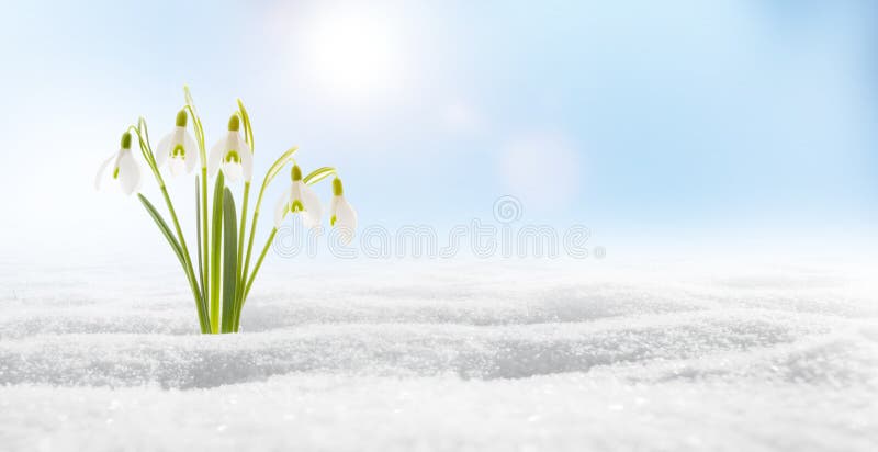 Snowdrops in snow stock image. Image of beautiful, holiday - 29627751
