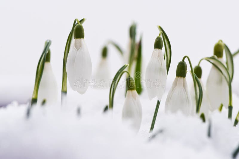Snowdrops in snow stock image. Image of snowdrop, cold - 66840277