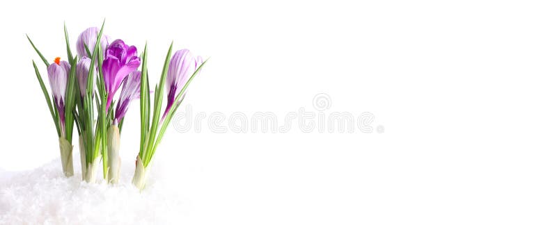 Crocus-snowdrops stock photo. Image of crocus, macro, fresh - 8585824