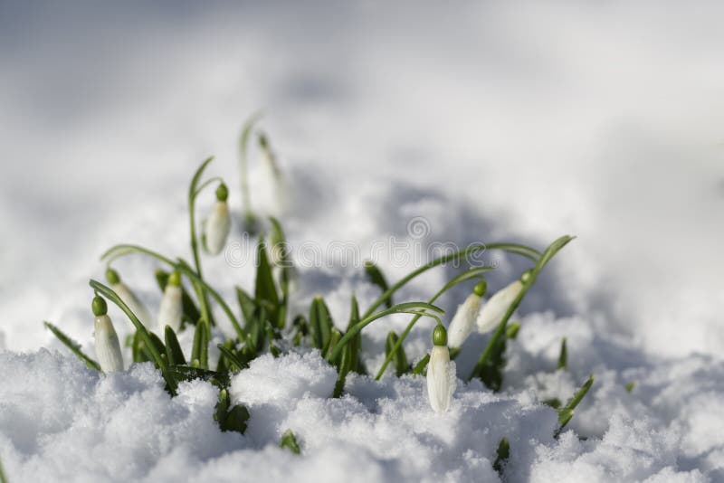 Snowdrops in the snow stock image. Image of bloom, flower - 107448905