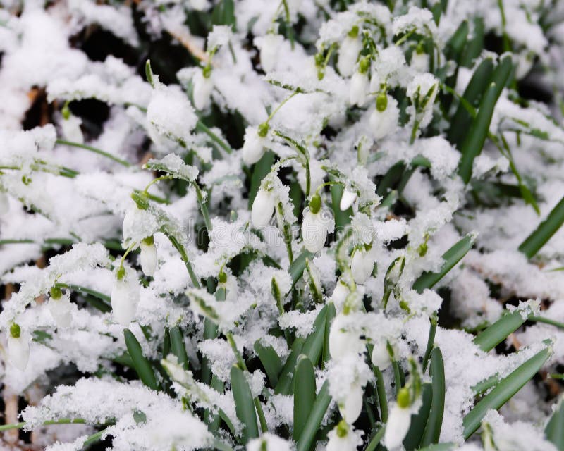 Snowdrops with snow. stock image. Image of galanthus - 172122197