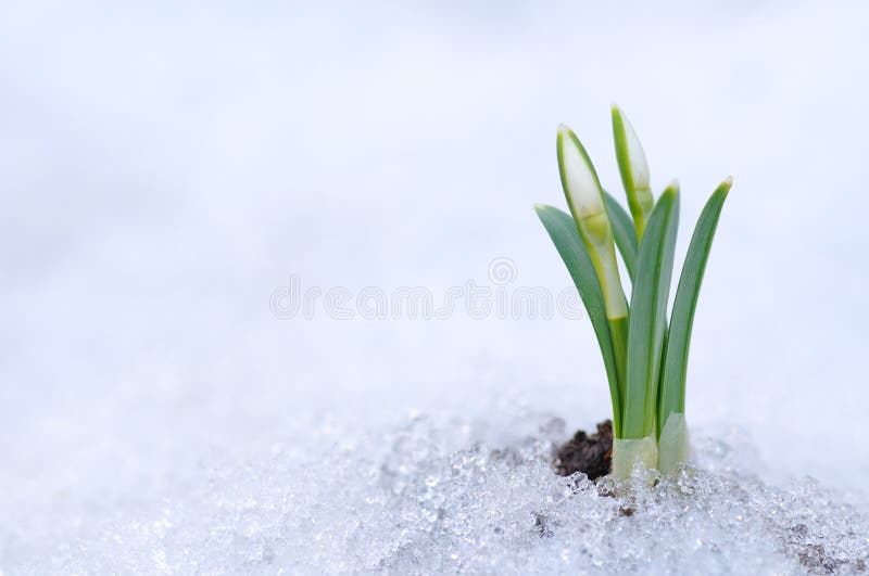 Snowdrops and snow stock photo. Image of nature, cold - 171924906