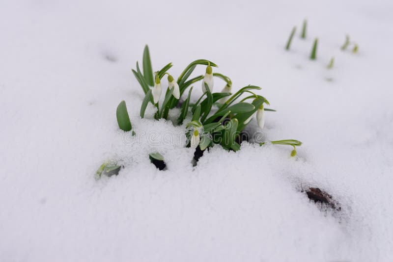 Snowdrops and snow stock photo. Image of closeup, spring - 262651042
