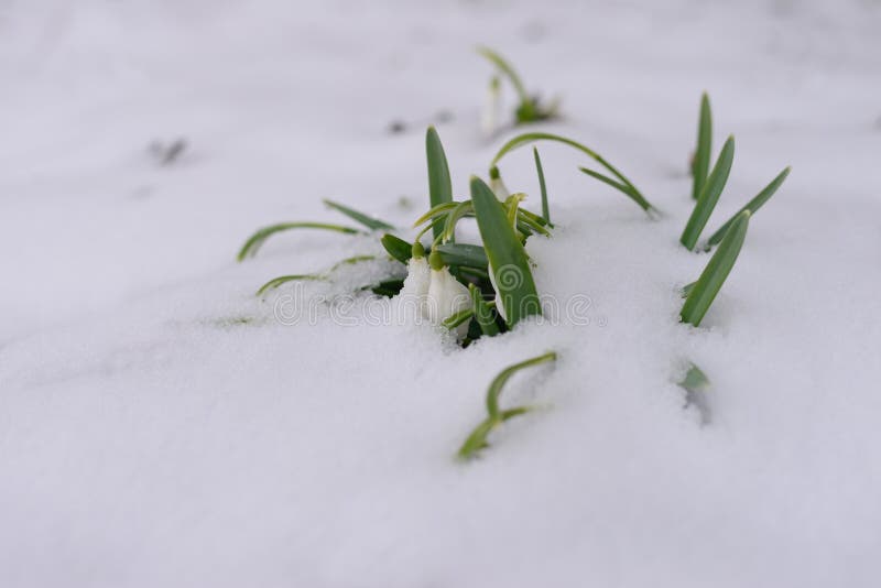 Snowdrops and snow stock photo. Image of plant, white - 271050976