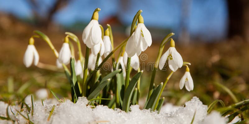 Snowdrops in the Snow. Spring Flowers, Primroses Stock Image - Image of ...