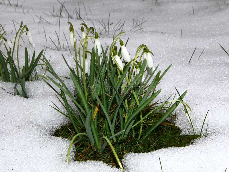 Snowdrops on snow stock photo. Image of hanging, forest - 4832370