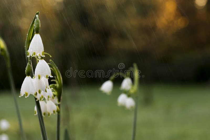 Snowdrops or Snowflake Flowers Stock Image - Image of blossom, outdoor ...