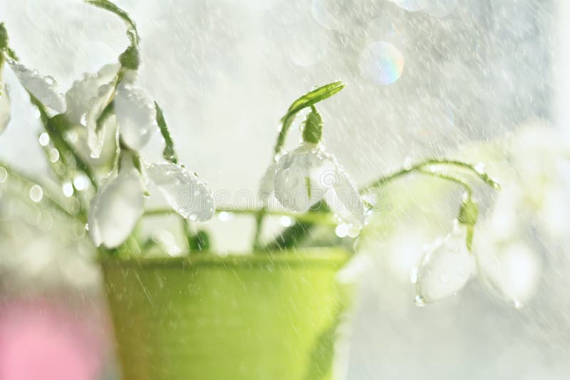 Snowdrops in Sparkling Drops of Dew Stock Photo - Image of water, clean ...