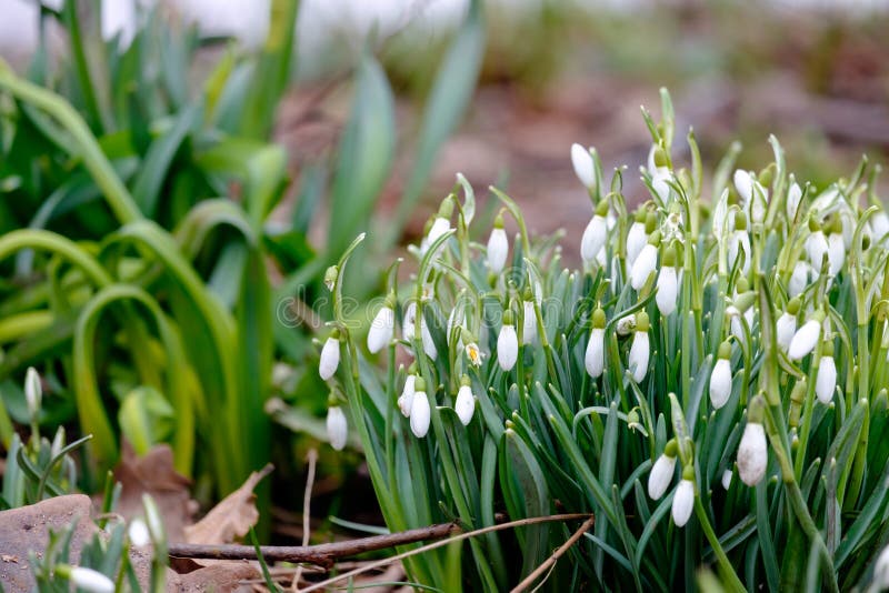 Snowdrops in spring stock image. Image of blooming, macro - 113756639