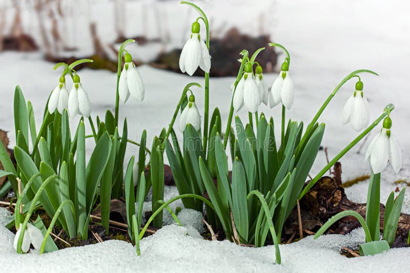 Snowdrops spring flower stock photo. Image of snow, closeup - 140640556