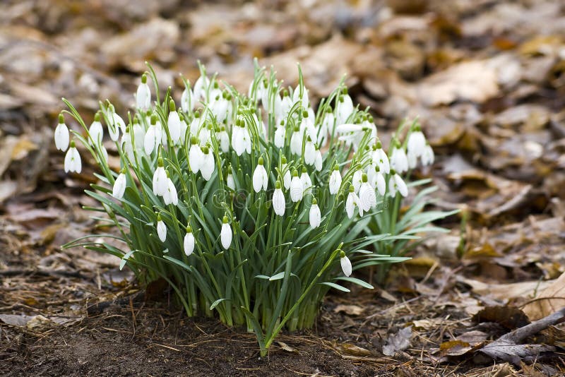 Snowdrops - spring flowers stock image. Image of snowdrop - 8372263