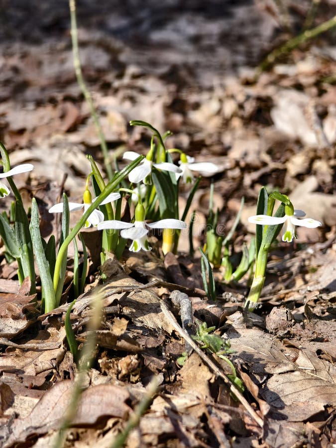 Snowdrops Spring Flowe Forest Green White Stock Photo - Image of green ...