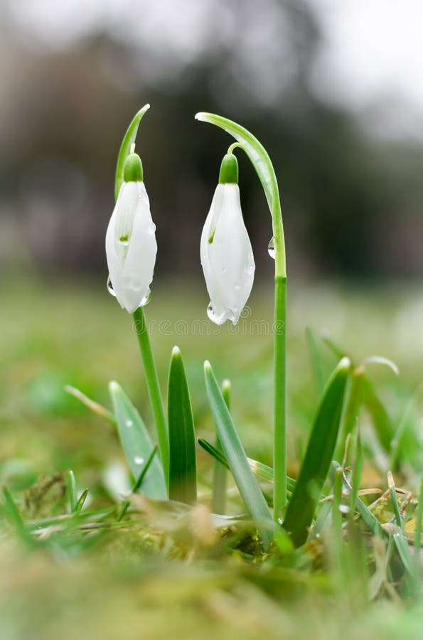 Snowdrops stock image. Image of closeup, natural, springtime - 89677959
