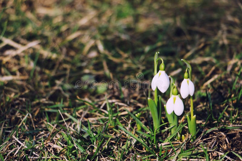 Snowdrops in Spring Grass Flowers Stock Photo - Image of spring, bricks ...