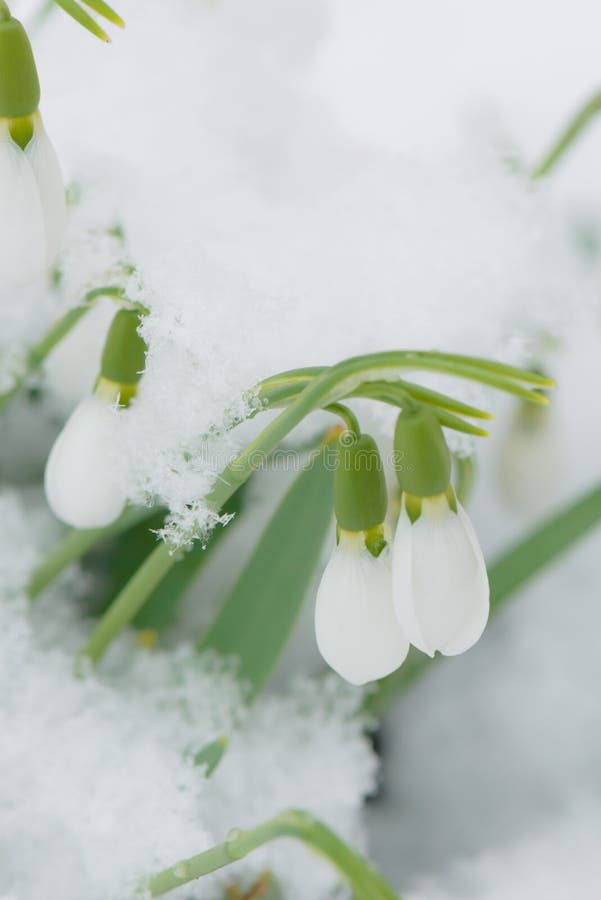 Snowdrops - the First Spring Flowers. Stock Photo - Image of spring ...