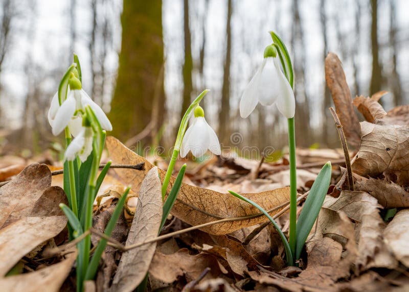 Snowdrops Sprouting in February 2022 Stock Photo - Image of closeup ...