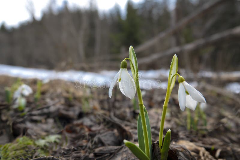 Snowdrops Sprouting through the Snow in Early Spring First Spring ...