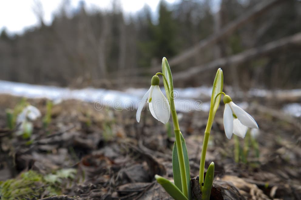 Snowdrops Sprouting through the Snow in Early Spring First Spring ...