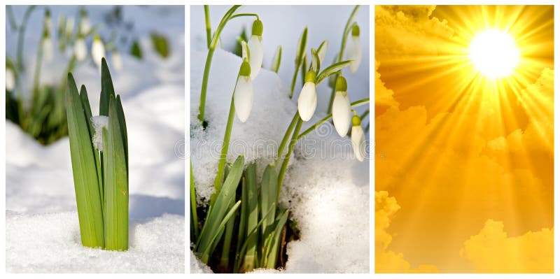 Snowdrops in the sun stock photo. Image of blooming, early - 37843698