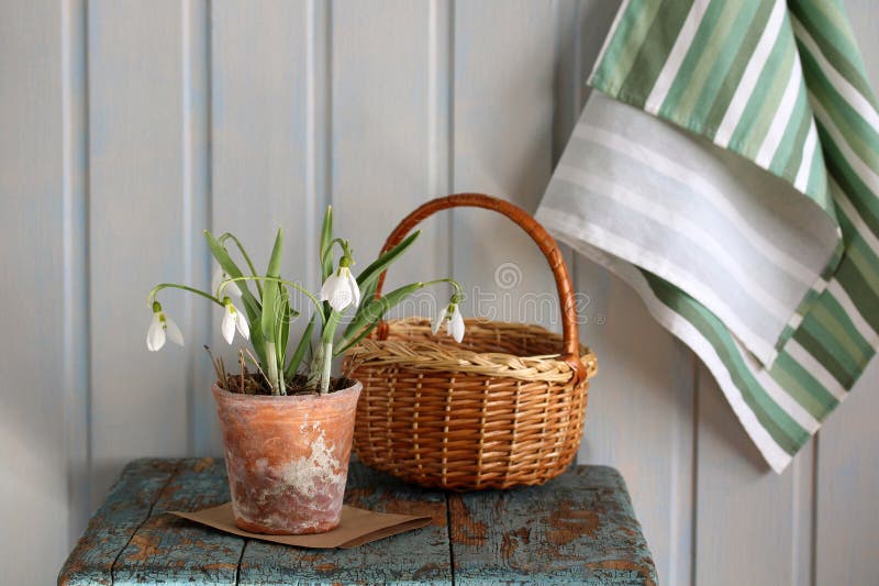 Snowdrops in Terracotta Pot and Wicker Basket on Rustic Table Stock ...
