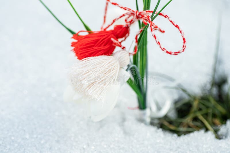 Martenitsa Close-up. Primrose Snowdrop on the Background of Snow. Baba ...
