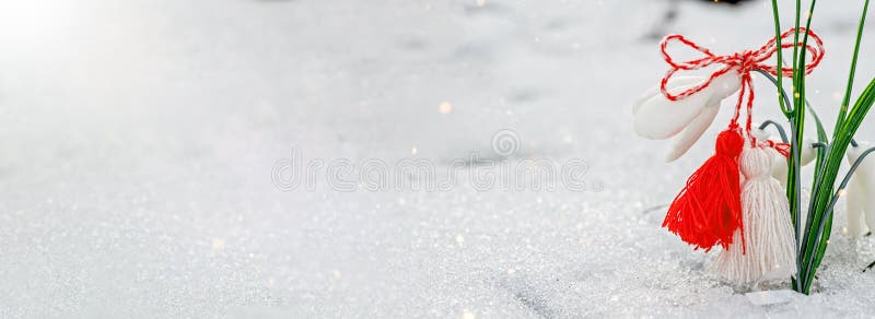 Snowdrops on the Thawed Patch in the Spring. the First Spring Holiday ...