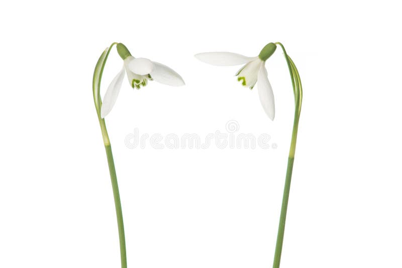Snowdrops stock photo. Image of colors, color, purple - 42032570