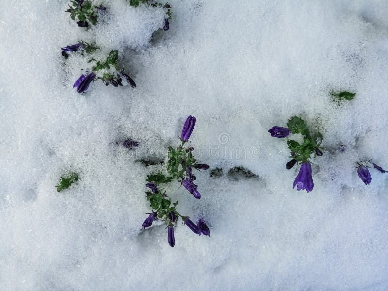 Snowdrops Under the Snow. Snowdrops Bloom Stock Photo - Image of meadow ...