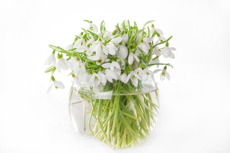 Snowdrops in vase stock image. Image of studio, plant - 8177895