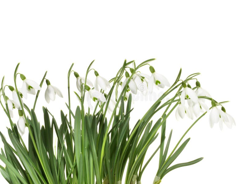 Snowdrops on White Background Stock Image - Image of flora, beautiful ...