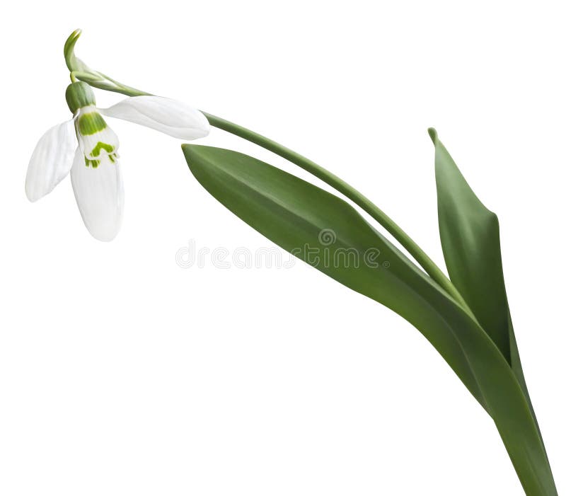 Snowdrops on a White Background. Spring Flowers. Isolate. Stock Photo ...