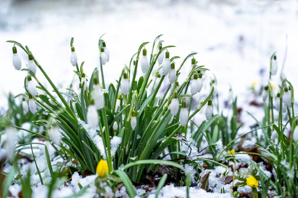 Snowdrops White First Spring Flowers Stock Photo - Image of pioneer ...