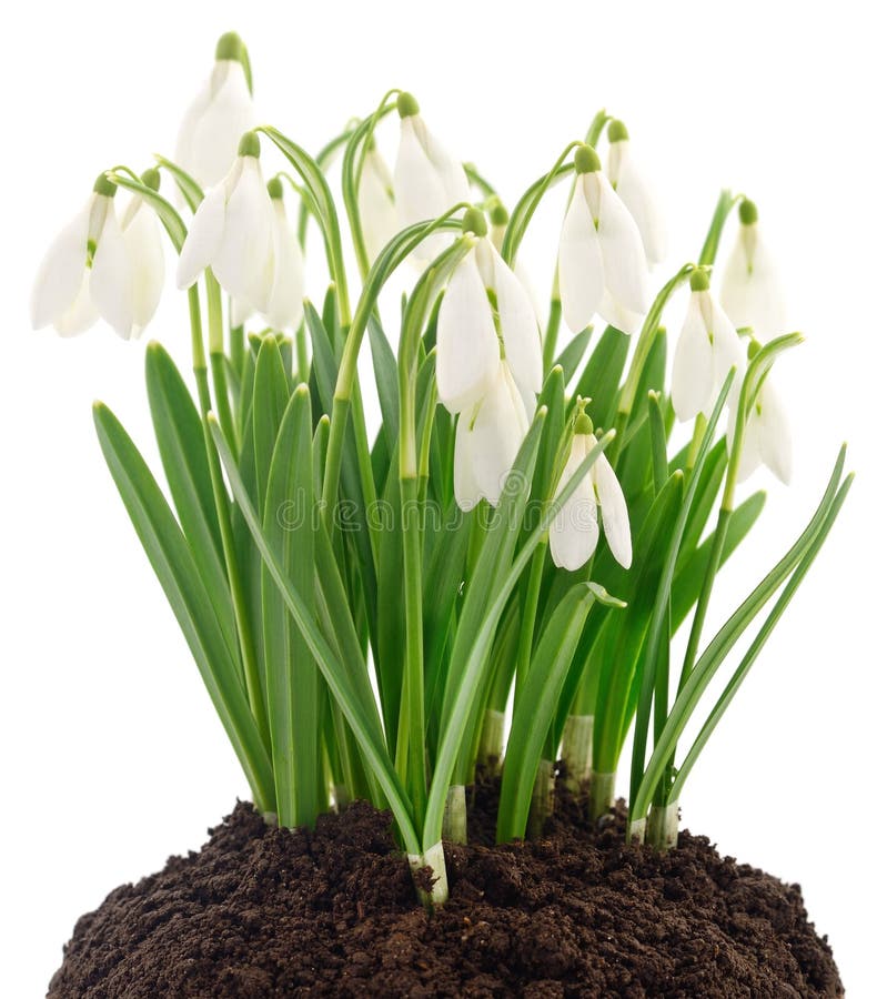 Snowdrops on white stock photo. Image of shot, stem - 211105796