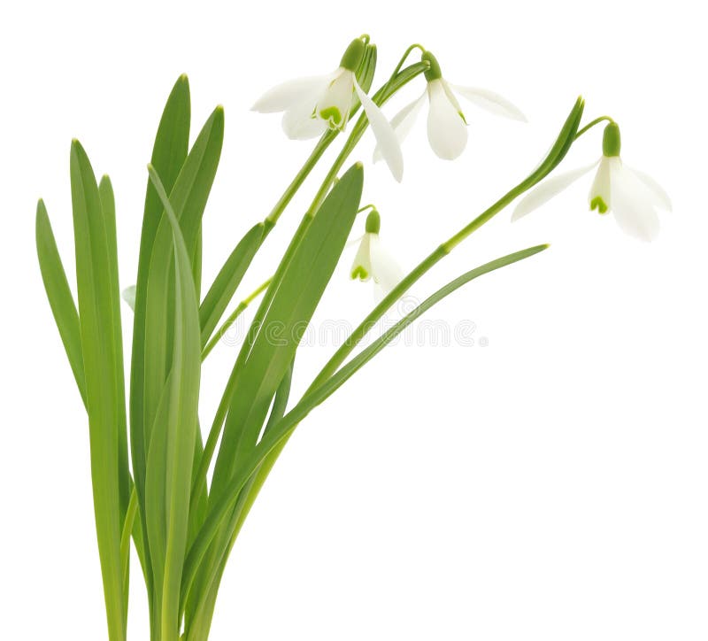 Snowdrops on white stock image. Image of growth, stem - 242050639